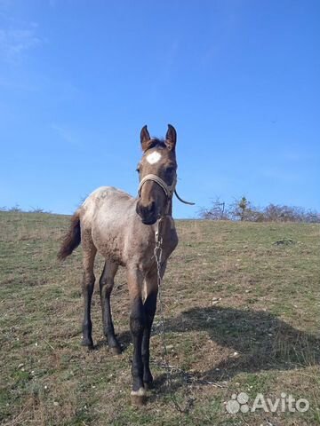 Продаётся кобылка