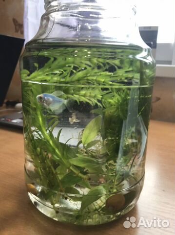 Аквариумные рыбки водоросли и улитки