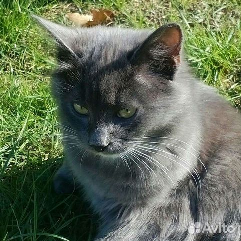 Чудесные пушистые сероголубые кошечки