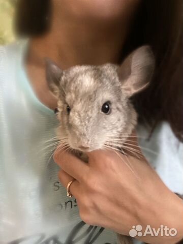 Шиншилла девочка Белый Вильсон