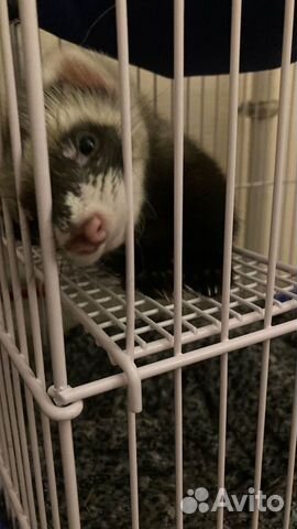 Продается хорек