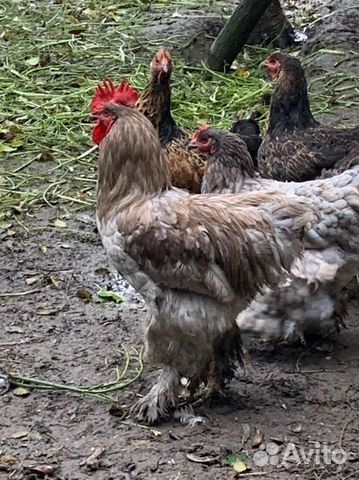 Петухи