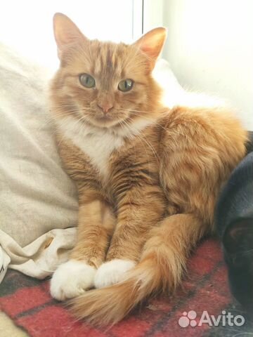 Кошечка Марго