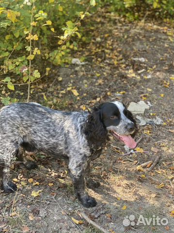 Русский спаниель вязка