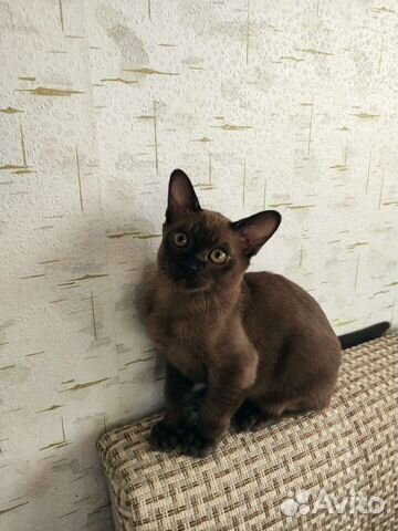 Бурманский котенок