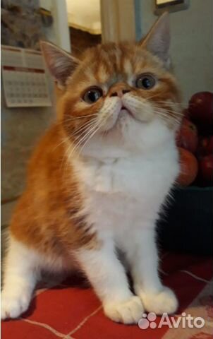 Солнечные экзотики - домовята