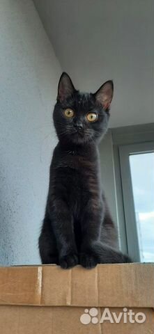 Котенок девочка Фани ищет дом