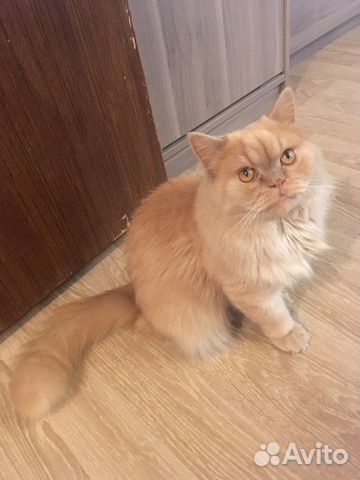 Кот, Перс, в Добрые руки