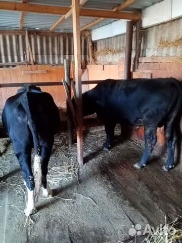 Бык и 3 телки