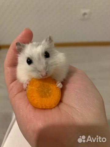 Джунгарский хомяк