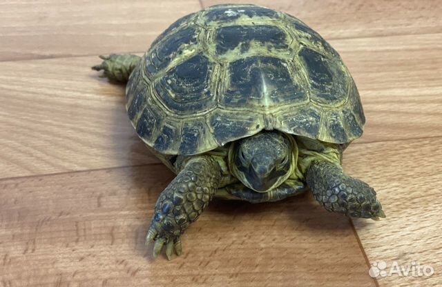 Продам сухопутную черепаху