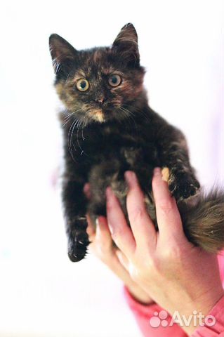 Котенок Ляля в добрые руки