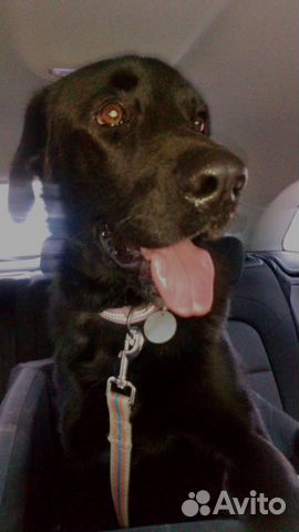 В добрые руки лабрадор