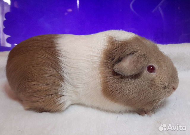 Морские свинки сладкая парочка