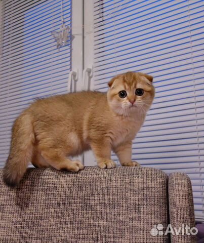 Шотландский вислоухий котенок