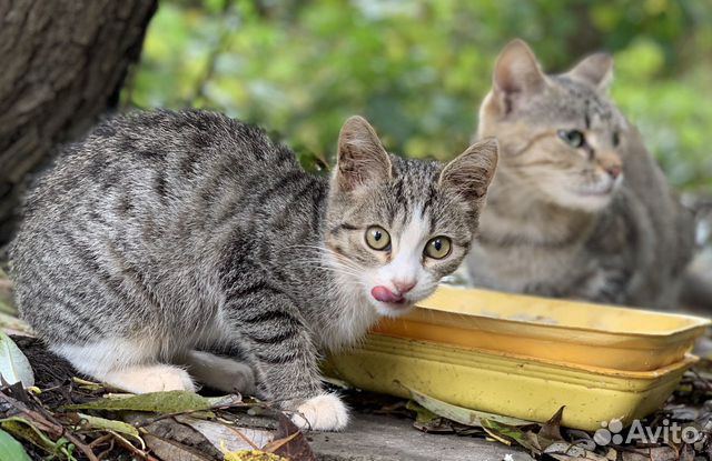 Котенок полосатый с белыми лапками