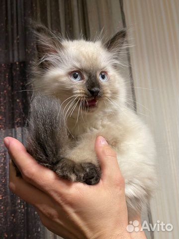 Невский маскарадный котик