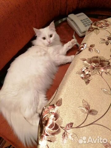 Кошка 2 года, в хорошие руки