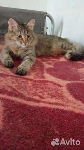 Котенок в дар