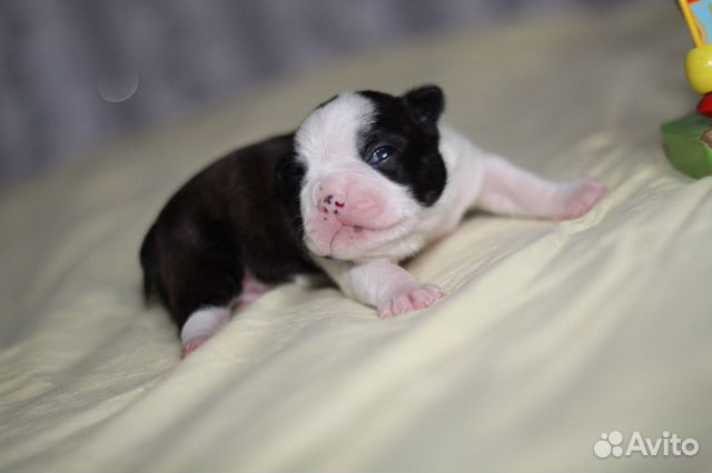 Бостон терьер
