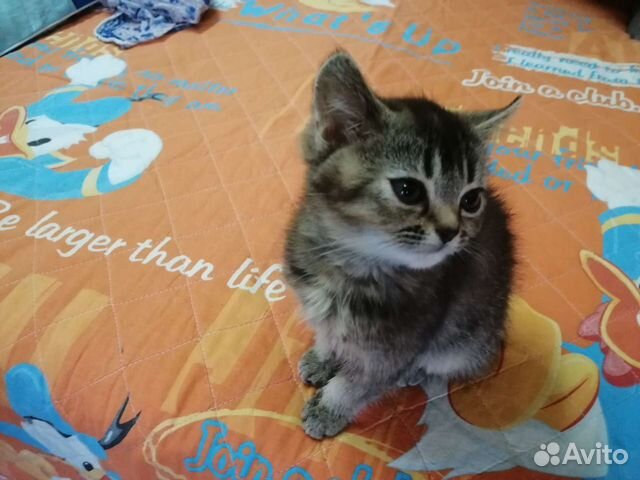 Кошки британские