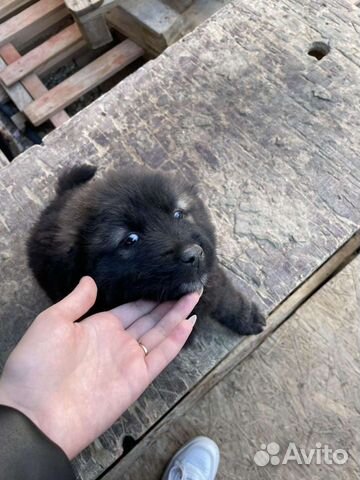 Немецкая овчарка с лабрадором