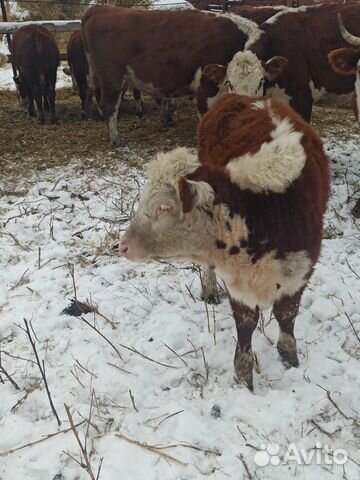 Герефорд телята