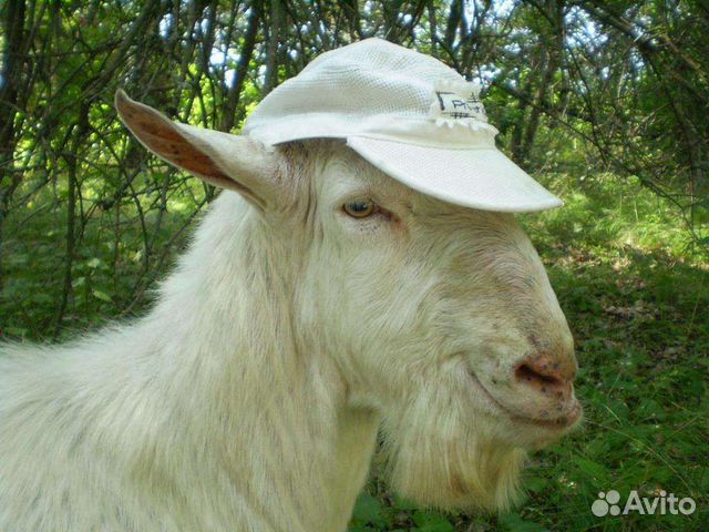 Козёл приглашает на случку
