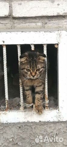 Вислоухий котёнок, мальчик, ищет дом