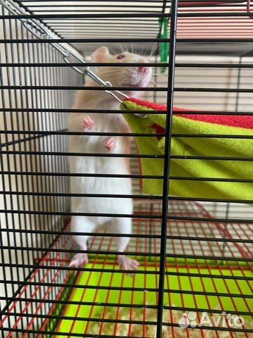 Крыса с клеткой