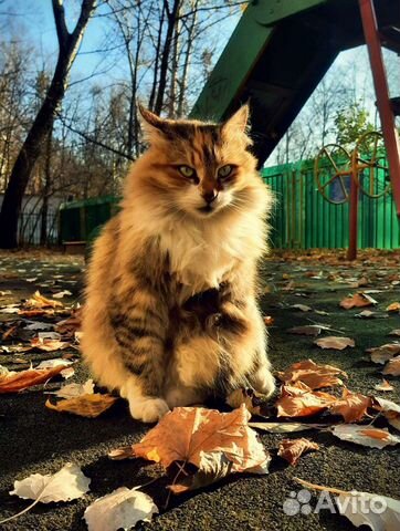 Кошка в дар