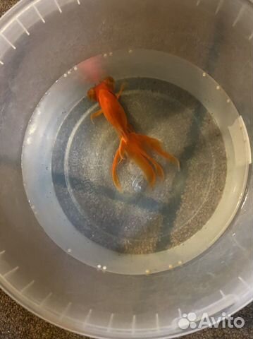 Рыбка телескоп