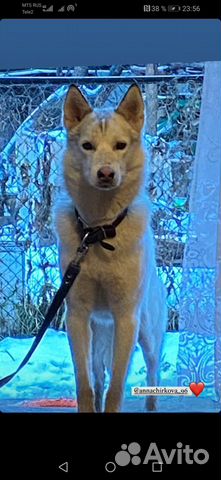 Сибирский хаски вязка