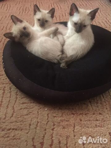 Домашние животные котята