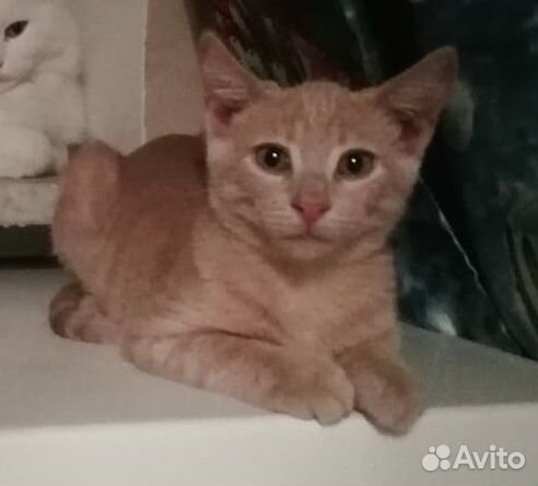 Рыжий красавчик Мишка