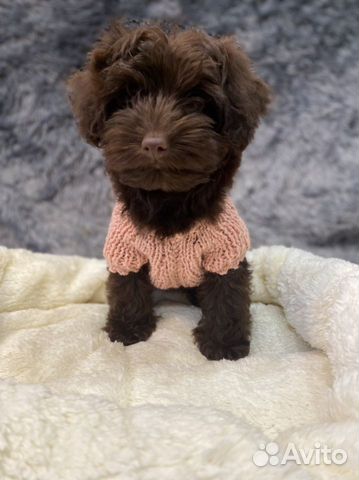 Девочка йоркипу