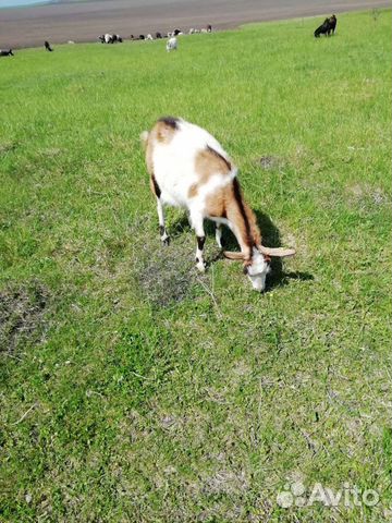 Продаётся двойная коза