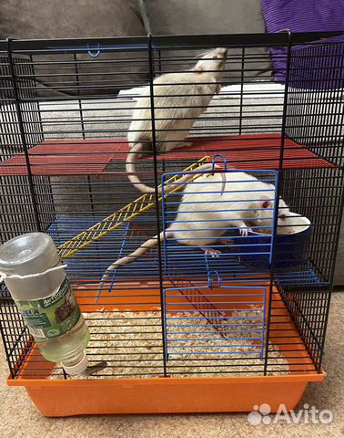 Продаю 2 самца и 1 самку