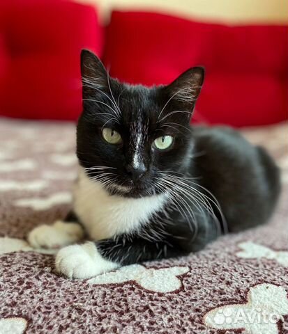 Замурчательная кошечка