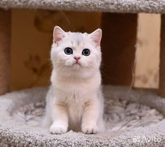 Кошечка британская золотая шиншилла