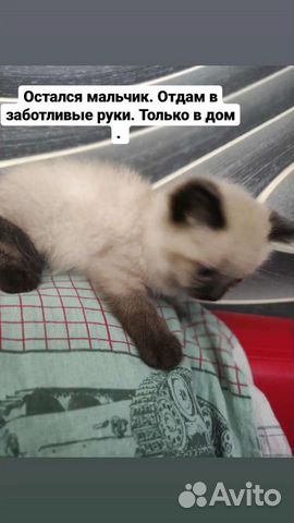 Отдам сиамского котенка