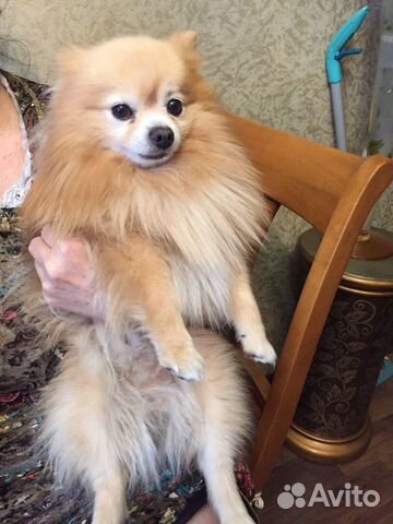 Найдена собака 07.11.2021 (Шпиц) на улице 8го март