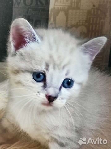 Тайский котик