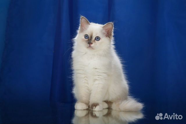 Котята породы Священная Бирма