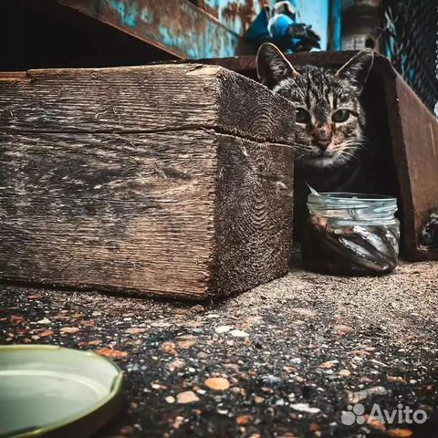 Хороший котейка на промзоне в дар