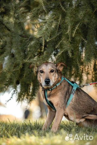 Трогательная собачка Руби ждёт своего человека