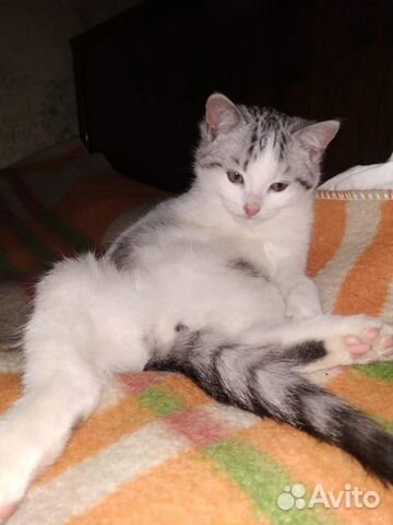 Красивый котенок-мальчик