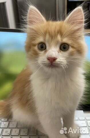 Котенок 2-2,5 месяца