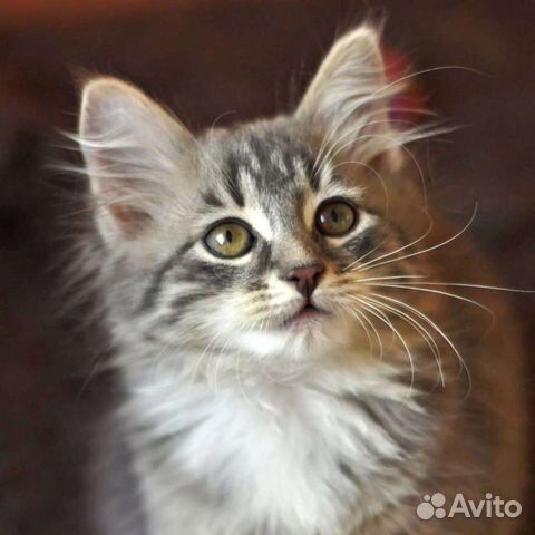 Полина нежнейшая девочка