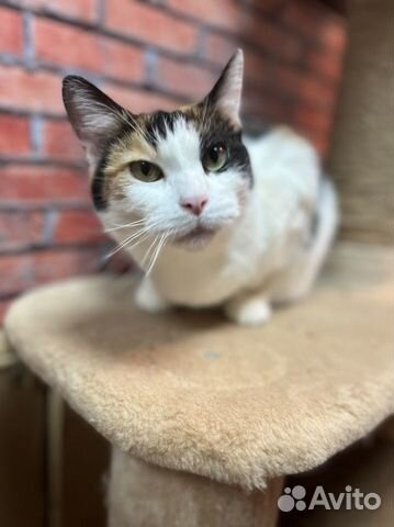 Кошечка Люси 3 года ищет дом